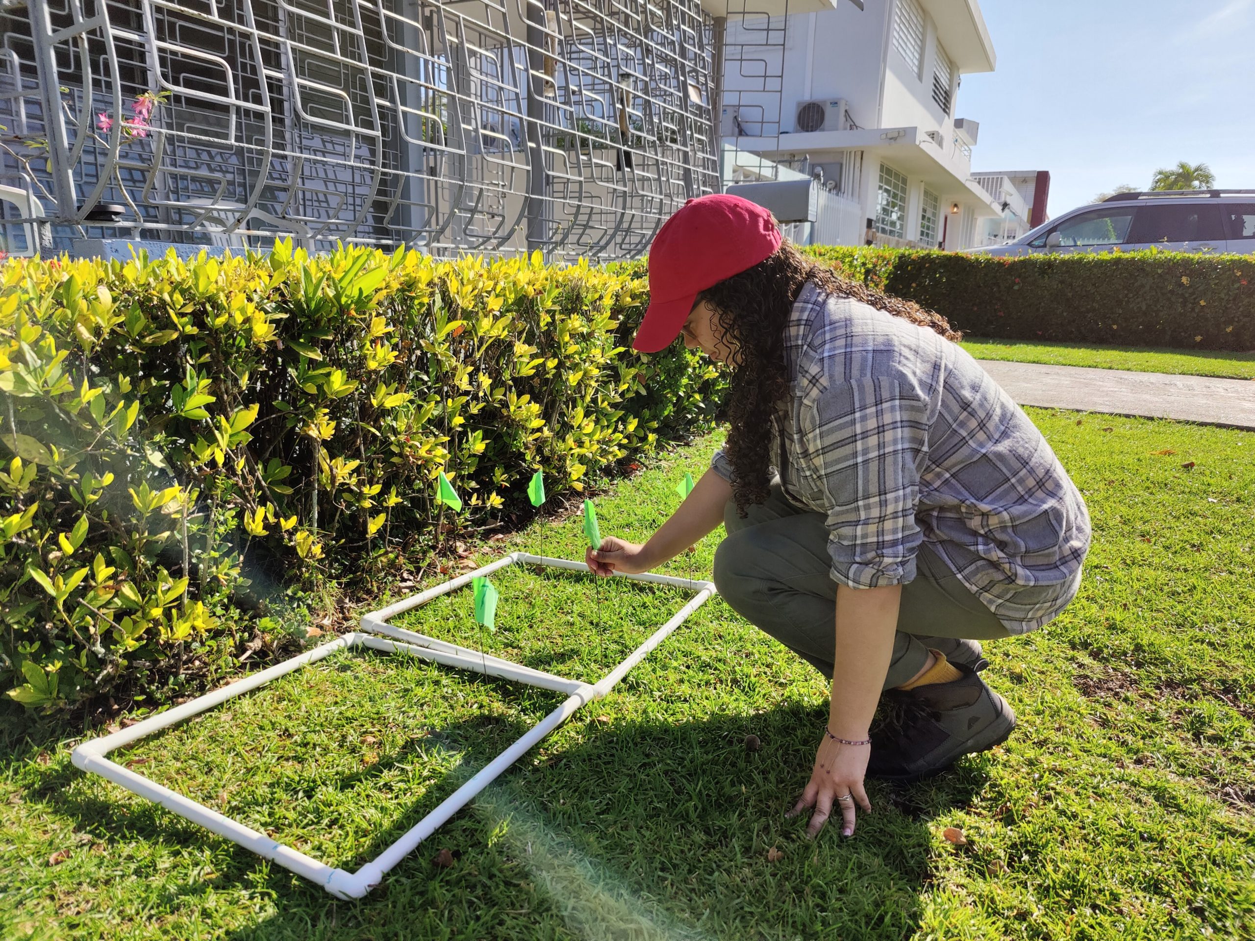 Tropical Plant Ecology and Urban Systems Lab — Universidad de Puerto ...